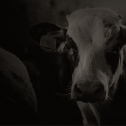 Season Three - Full Body Chills